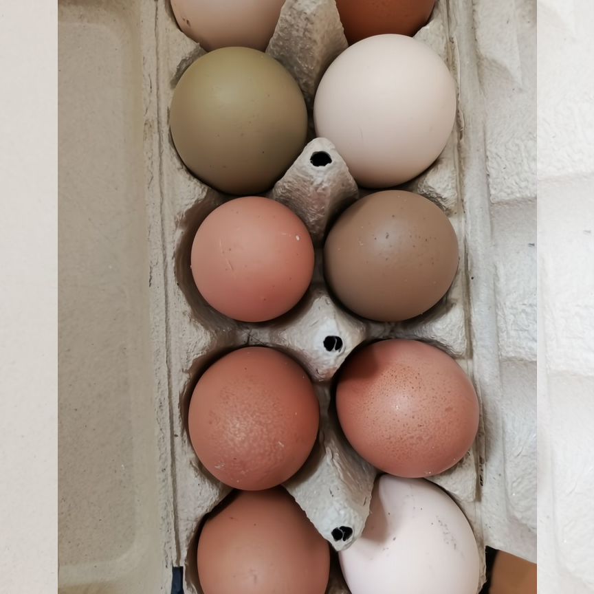 Инкубационное яйцо