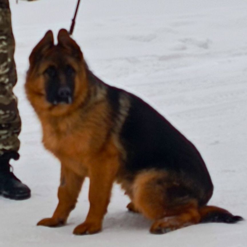 Немецкая овчарка, щенок