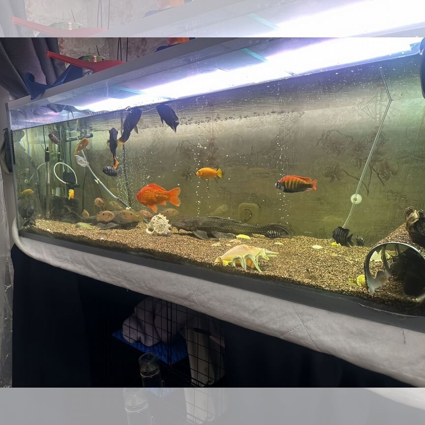 Аквариумные рыбки разные