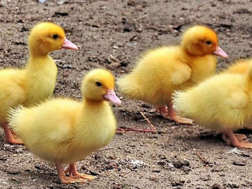 Утята бролерные