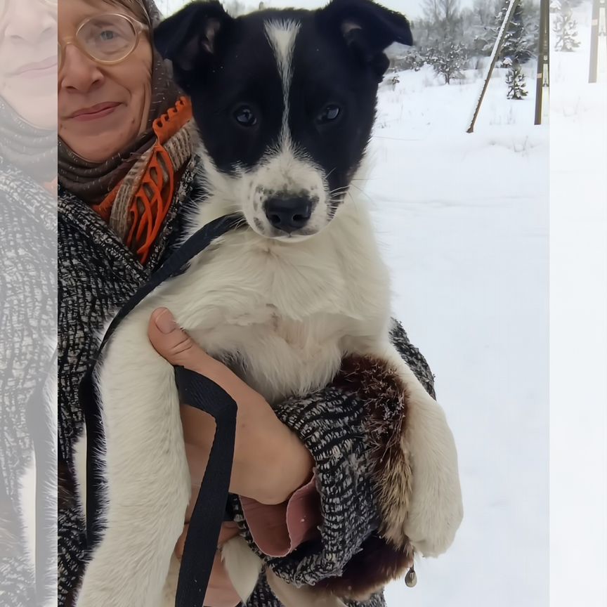 Щенок в добрые руки