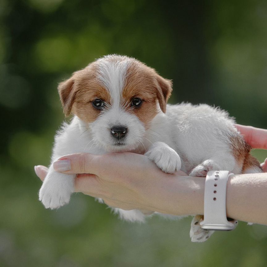 Щенки джек рассел терьер