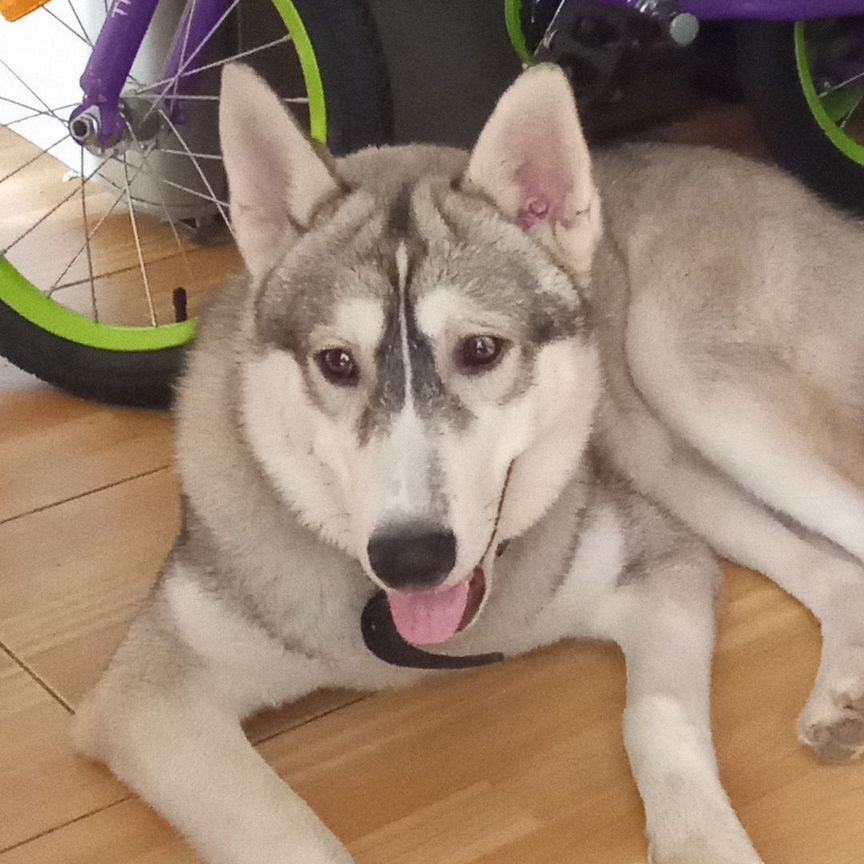 Сибирский хаски в добрые руки