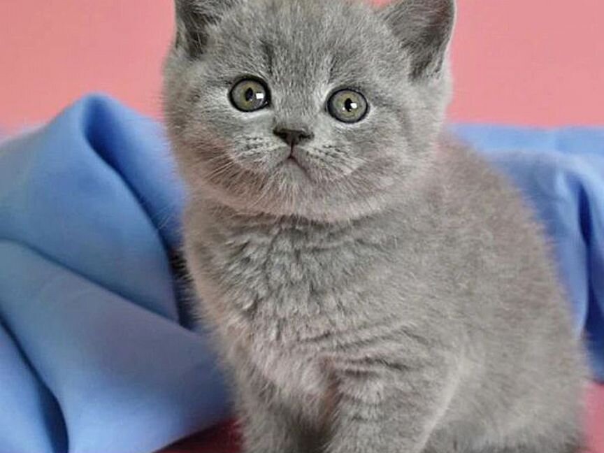 Шотландский котёнок