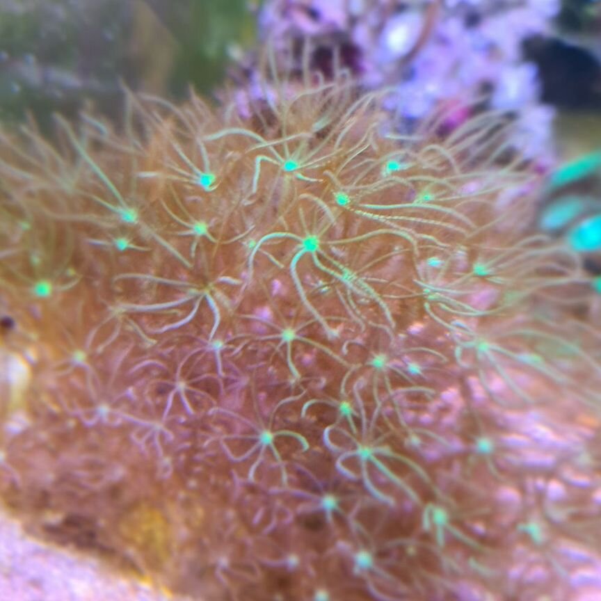 Корнулярия морская большая