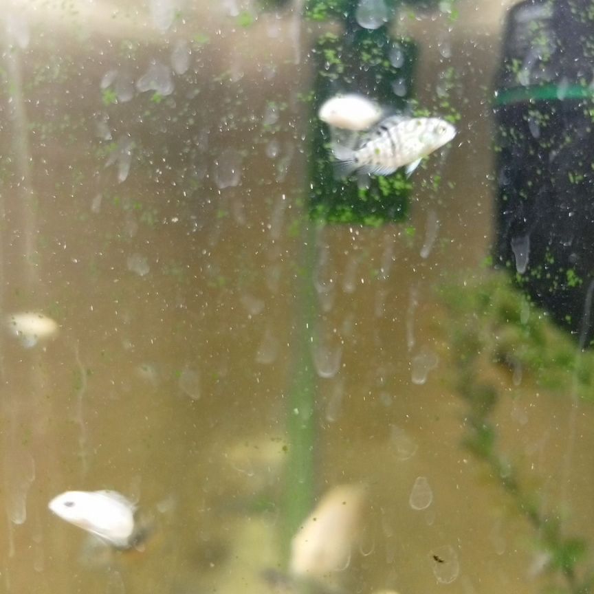 Аквариумные рыбки