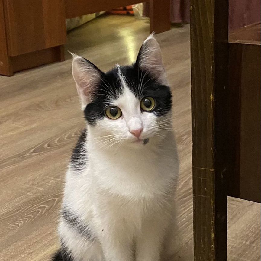 Котенок ищет семью
