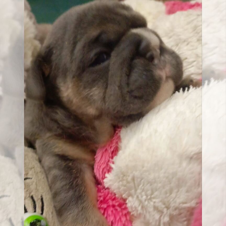 Английский бульдог, щенок