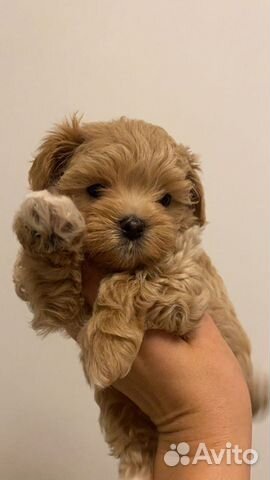 Мальтипу f1 mini girls Hello august elite maltipoo