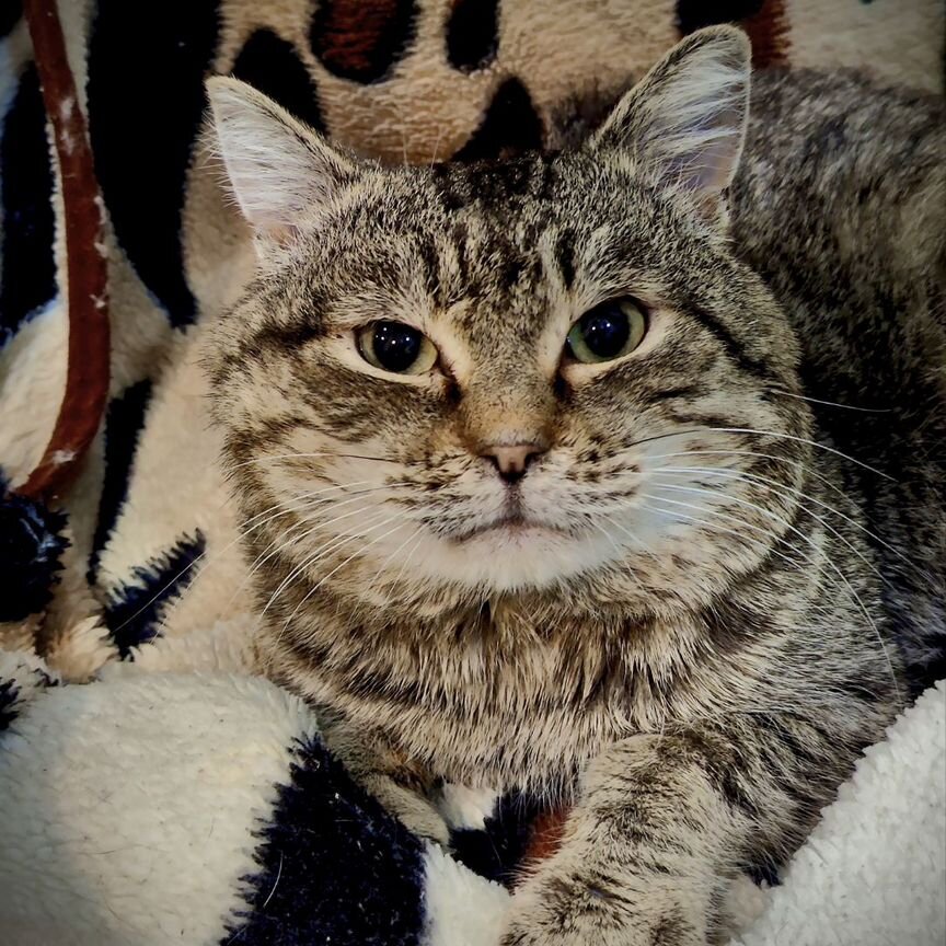 Котик Кристиан