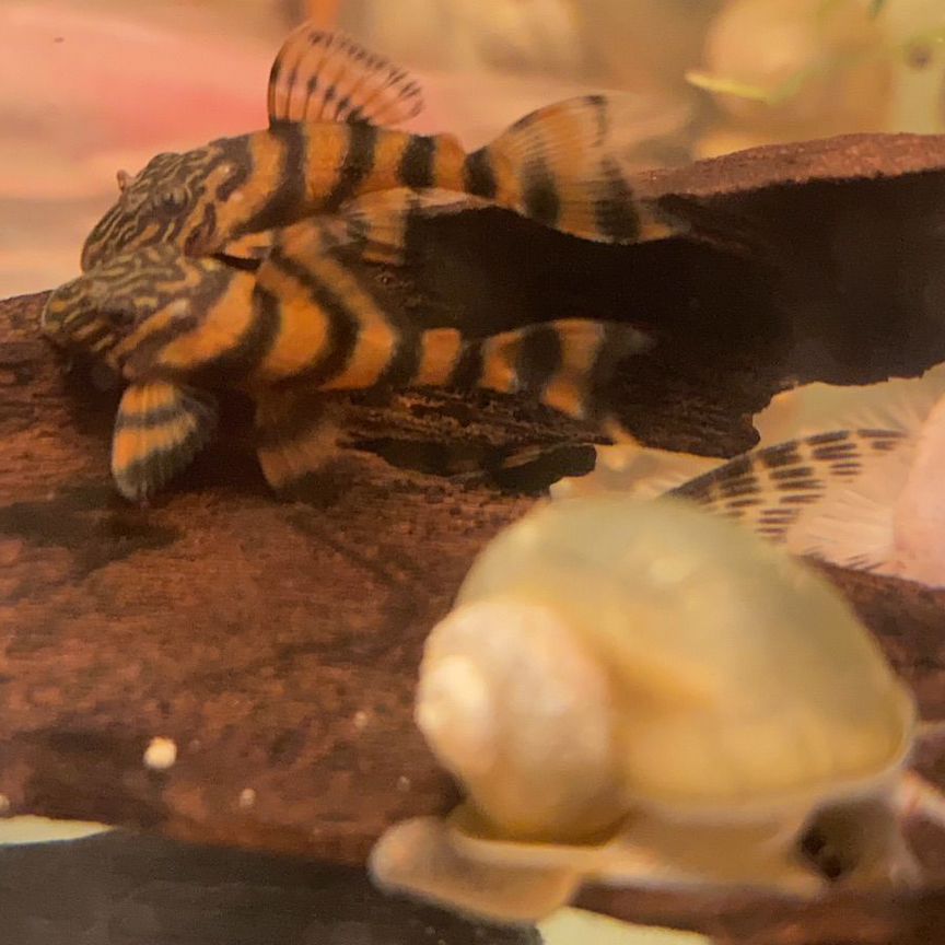 Номерные сомы l397