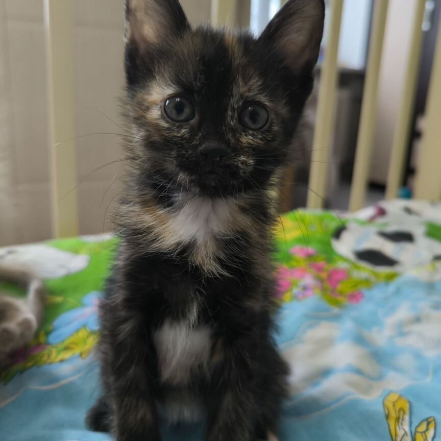 Котенок в добрые руки