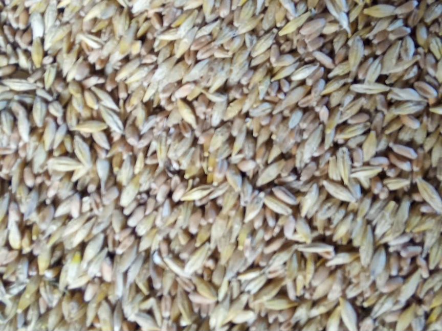 Продам ячмень