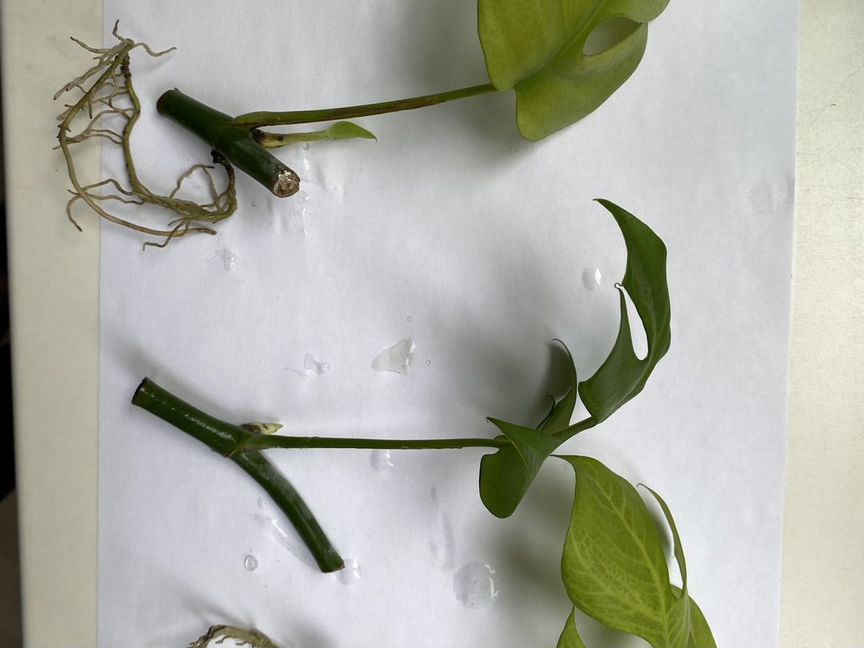 Рафидофора тетрасперма