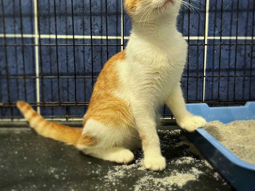 Игривая котенок девочка