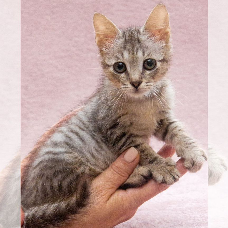 Полосатая котенок Ласточка