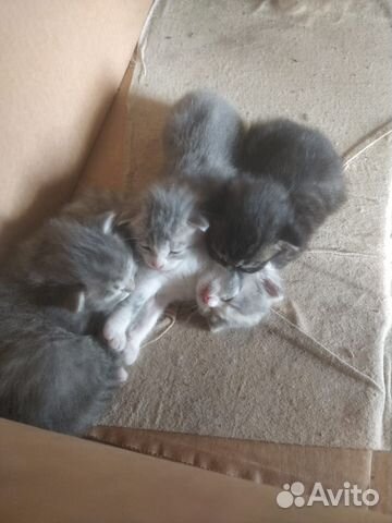 Котята в добрые руки