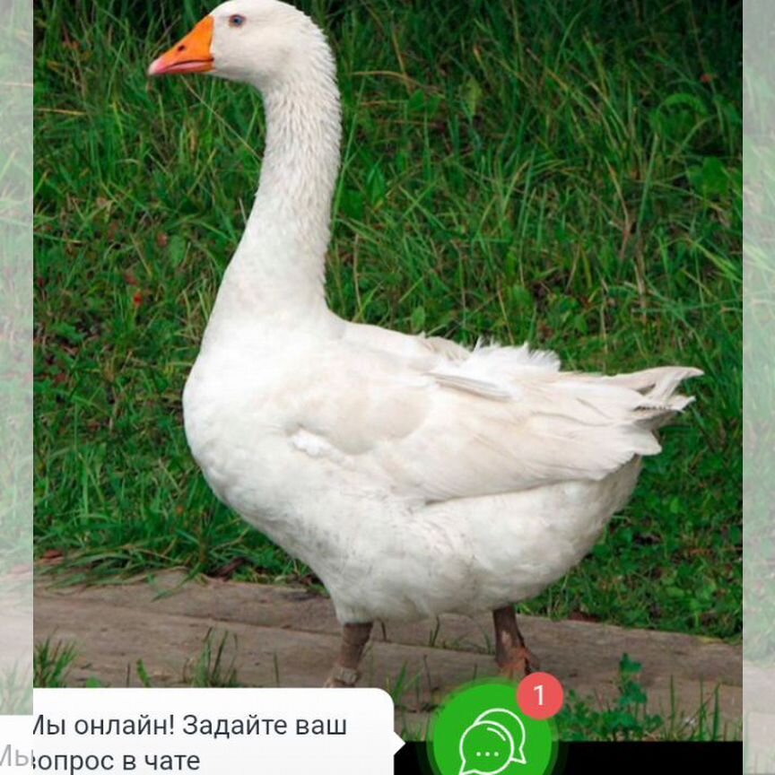 Гуси, утки