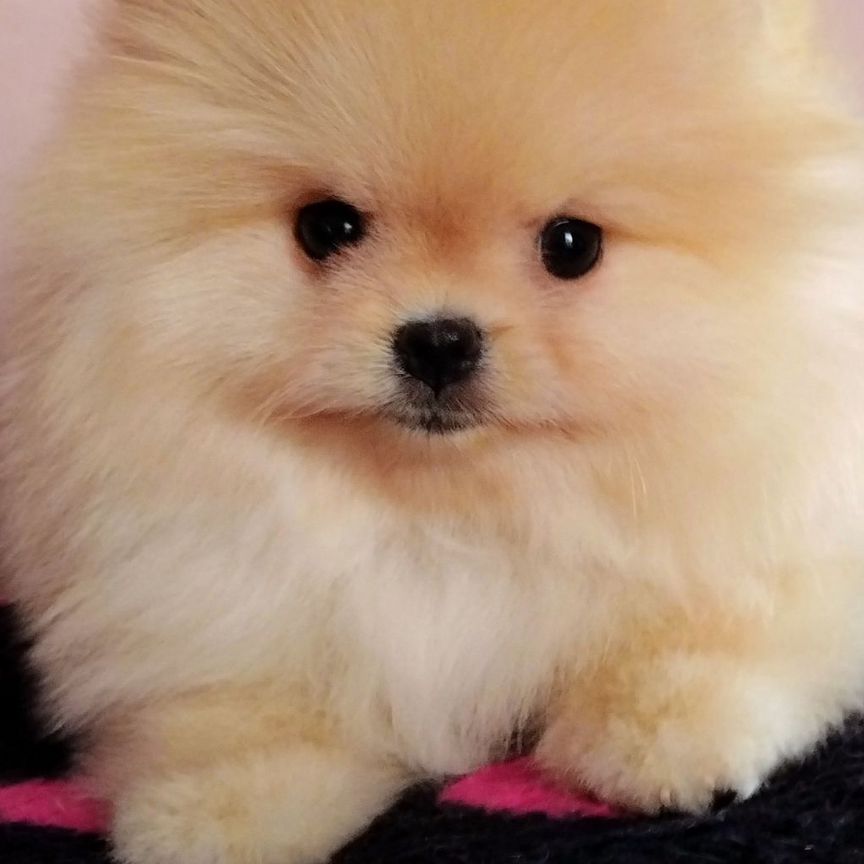 Померанский шпиц, щенок