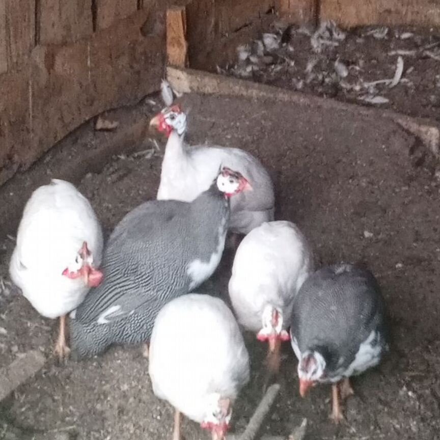 Продаются цесари