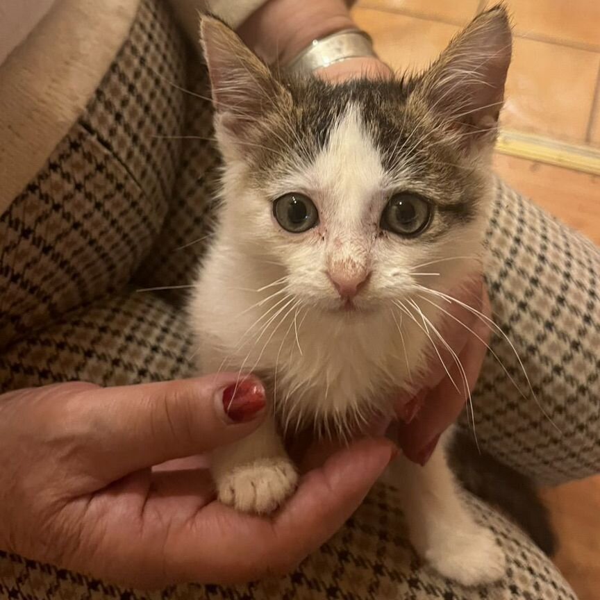 Алтайский котёнок