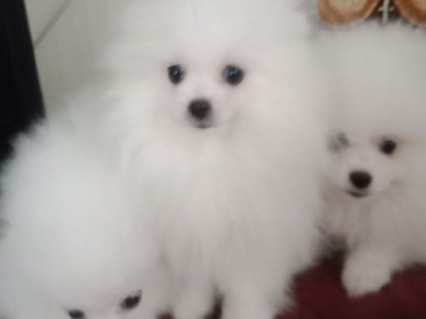 Щенки шпица