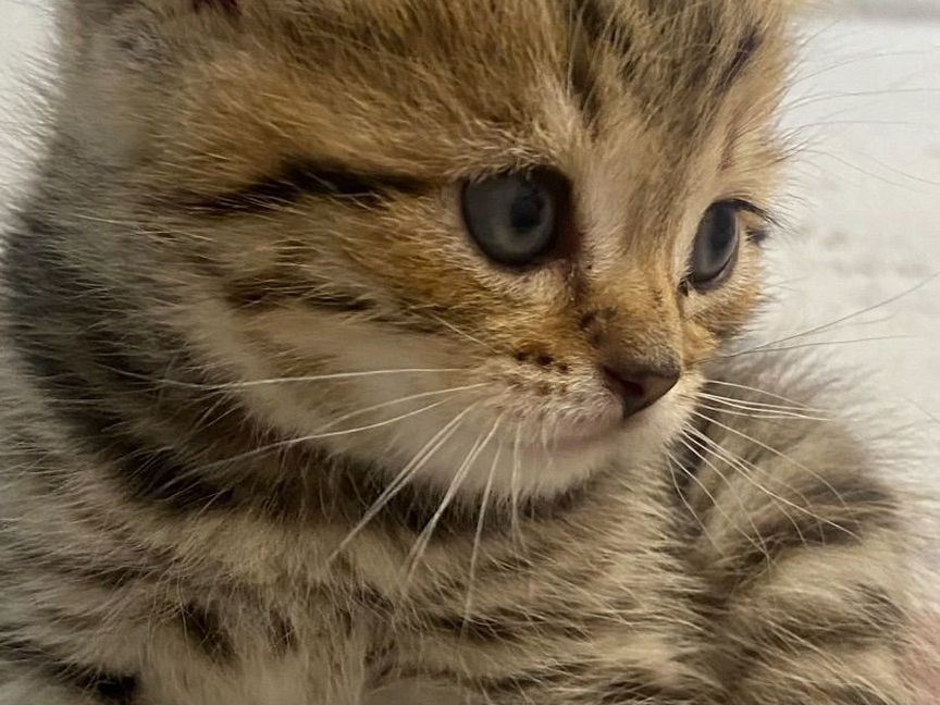 Шотландские котята