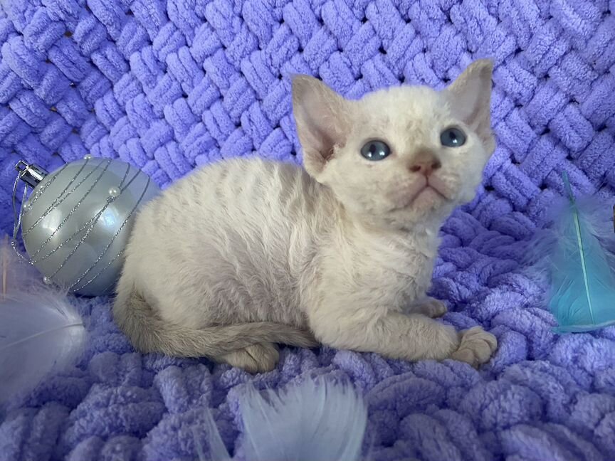 Котята девон-рекс