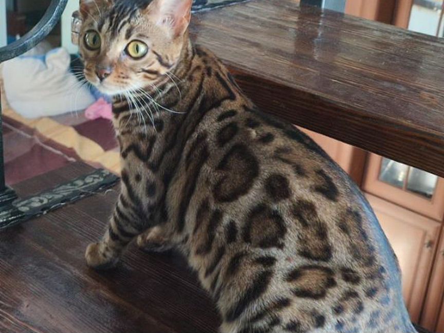 Бенгальская кошка
