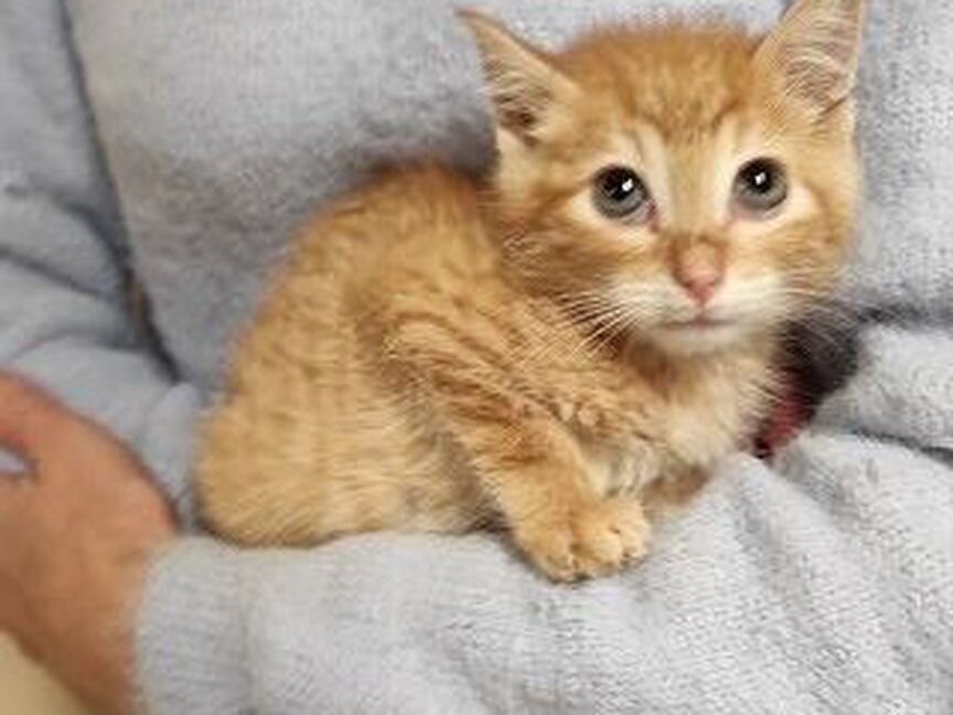 Рыжий мальчик и полосаточка девочка