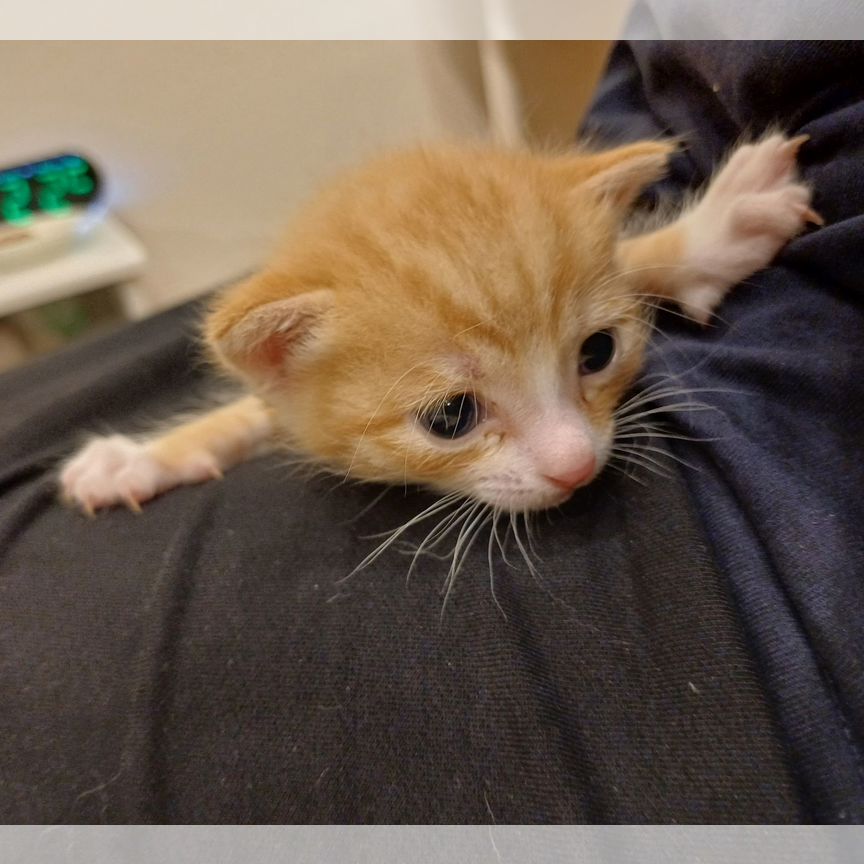 Мейн-кун котёнок