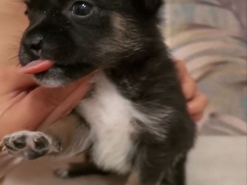 Маленькие щенки