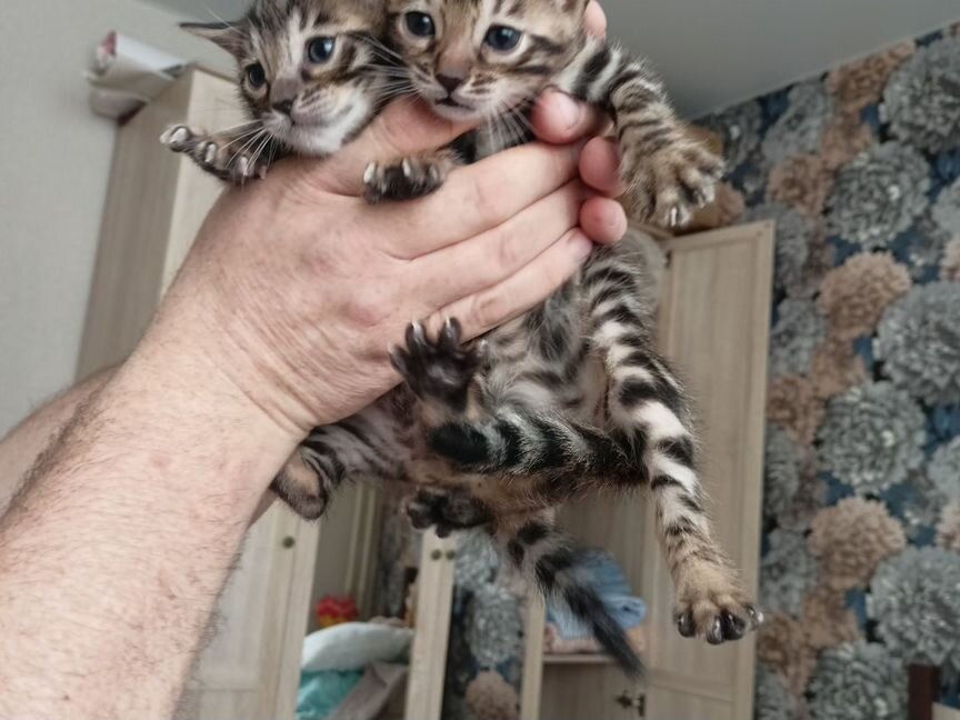 Бенгальские котята с родословной