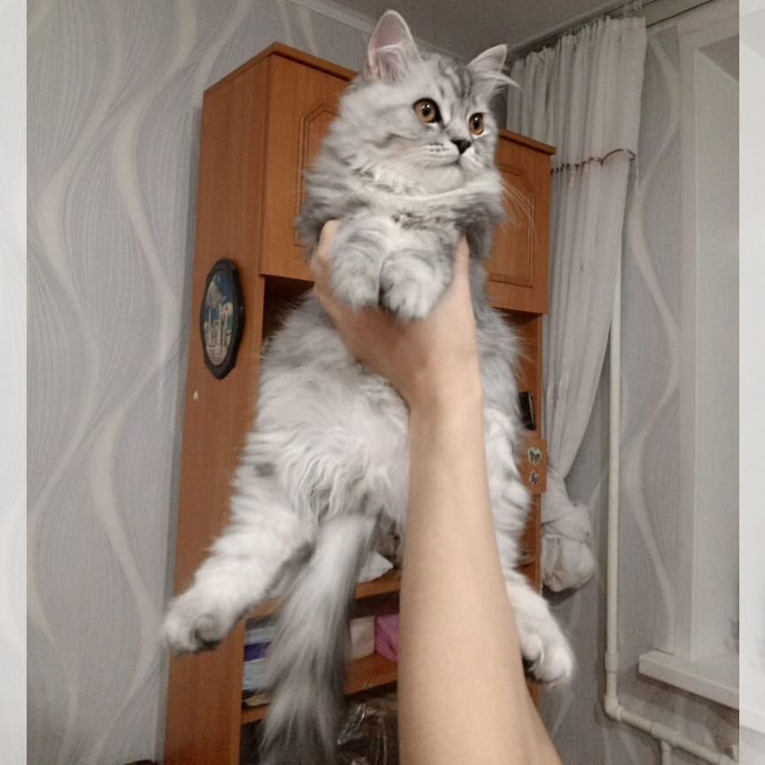 Котенок мальчик пушистый 4 месяца