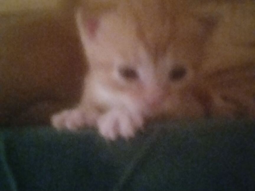 Котята в добрые руки бесплатно