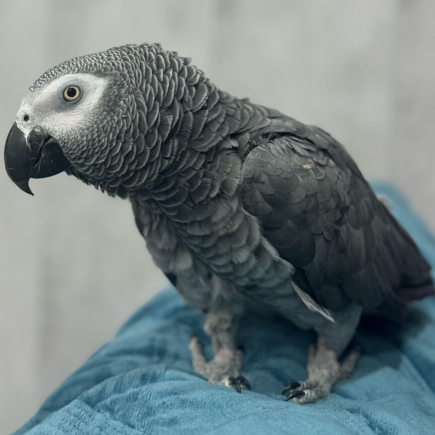 Попугай Каркуша с большой клеткой