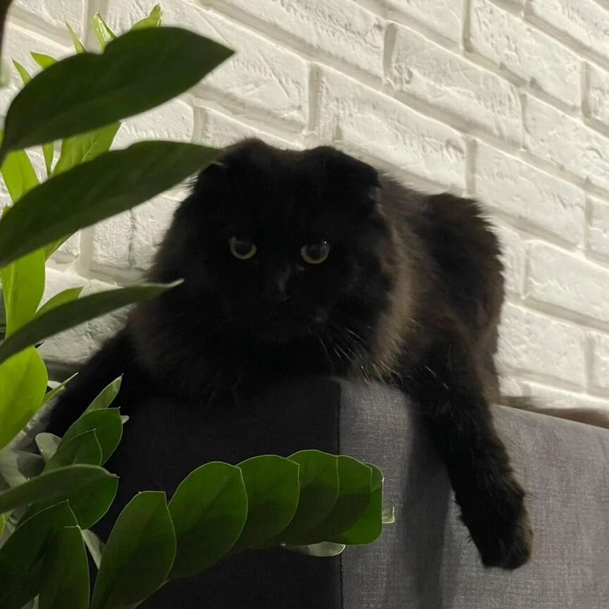Кошка в добрые руки