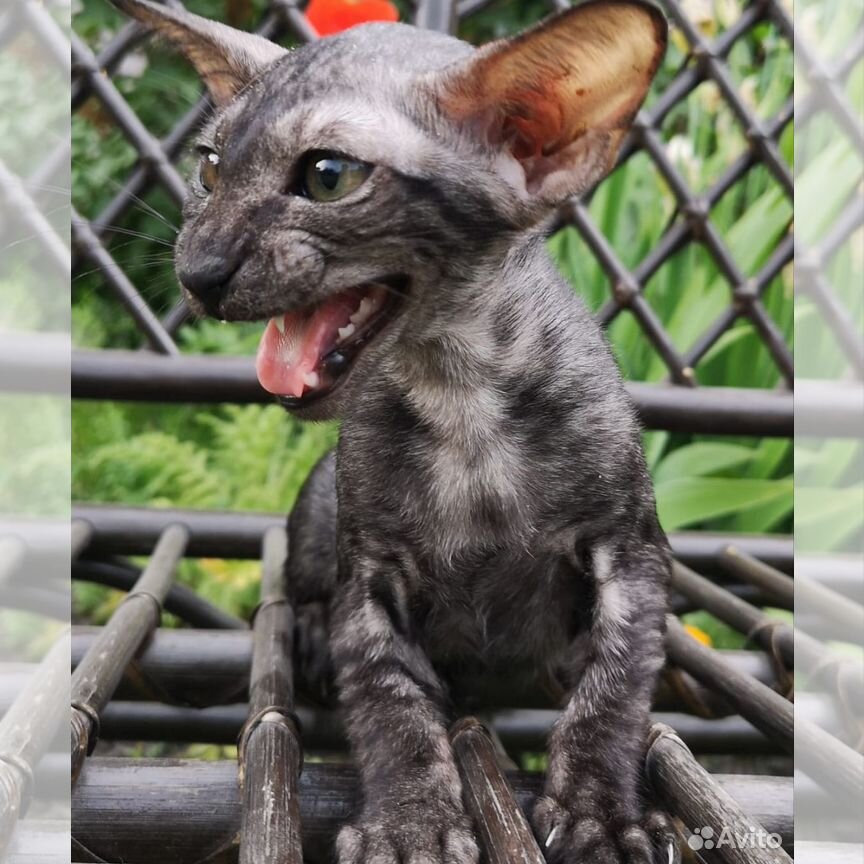 Ориентальные котята