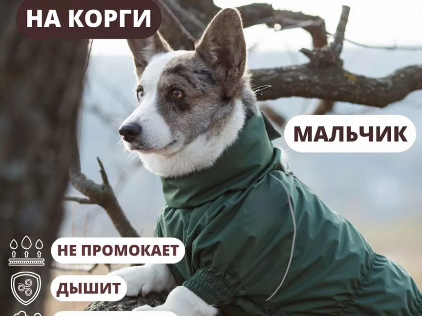 Комбинезон дождевик для корги Rain Dog