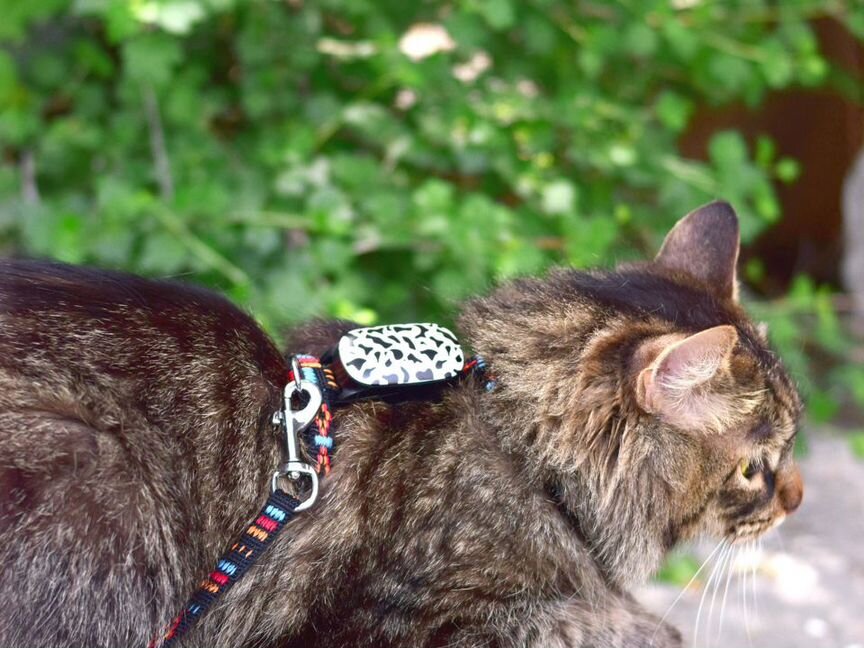 Gps трекер для кошек