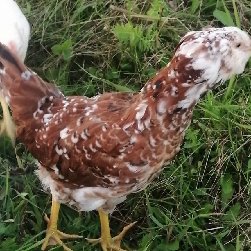 Петухи Орловская ситцевая