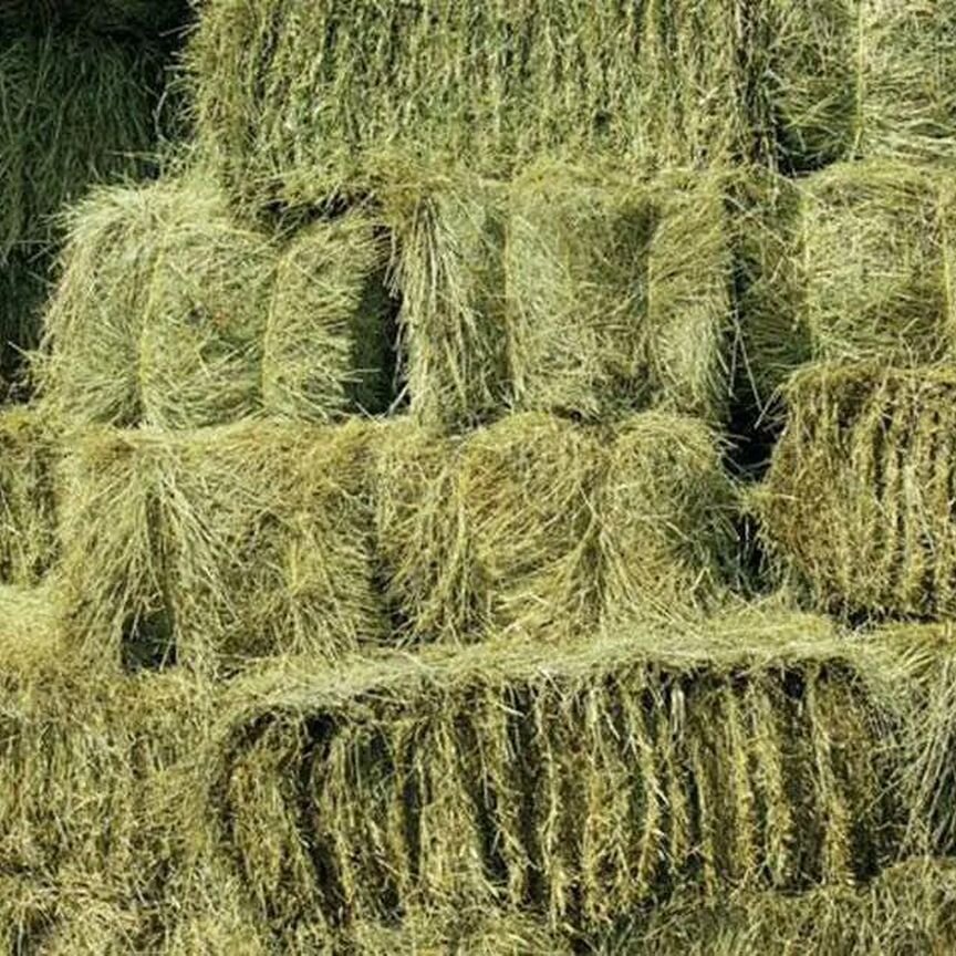 Продам сено в кипах