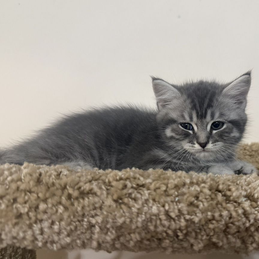 Шотландский прямоухий длинношёрстный котёнок