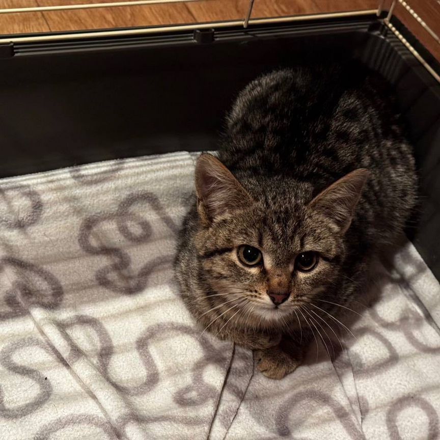 Котик, строго в добрые руки