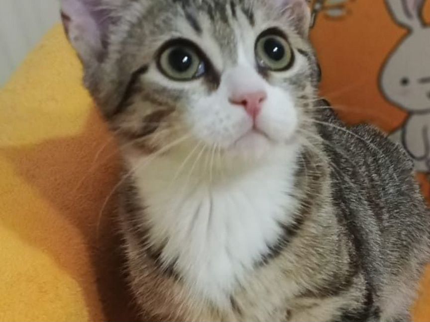 Котенок Веня ищет маму