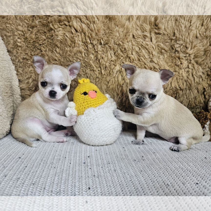 Щенок от частного владельца