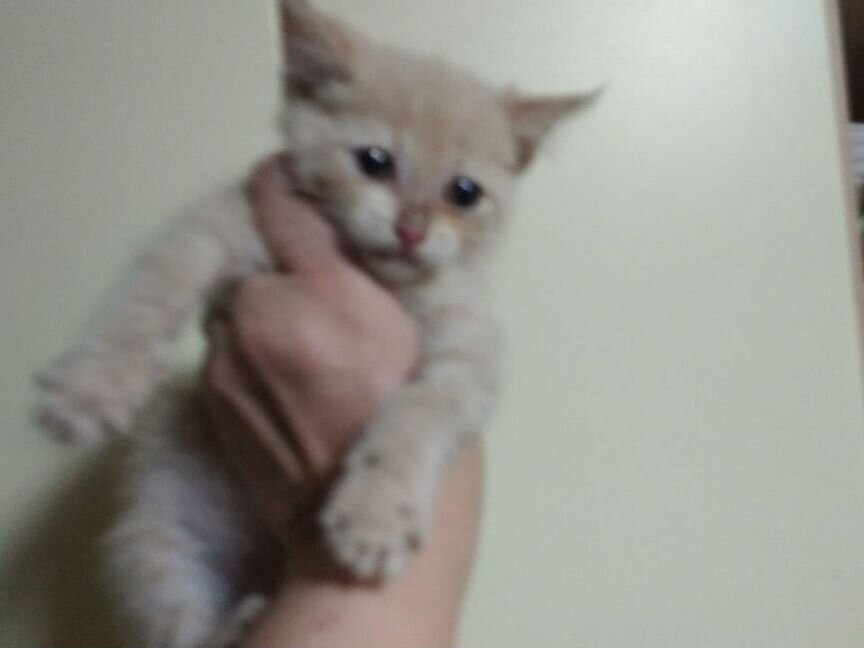 Ванильный котик 20.11.2023 метис шотландки