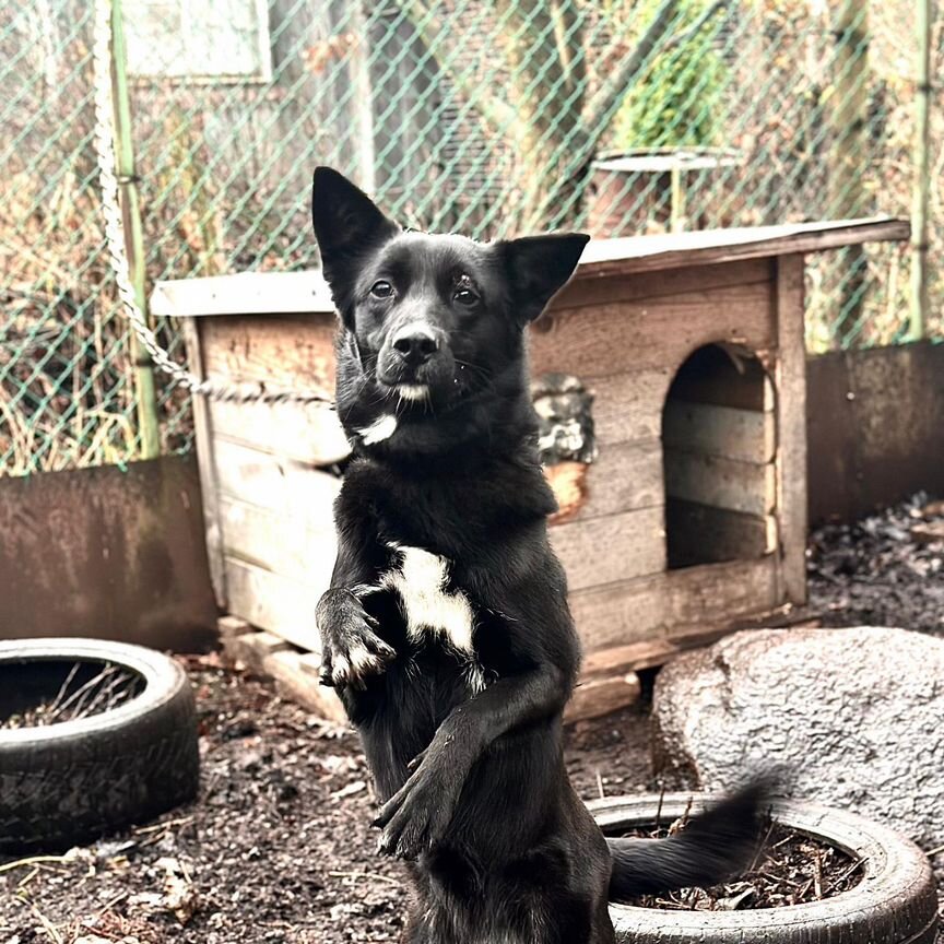 Собака в добрые руки