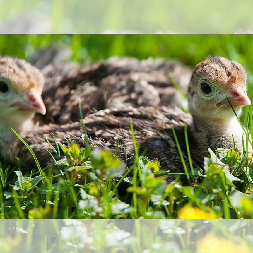 Индюшата тяжёлый кросс