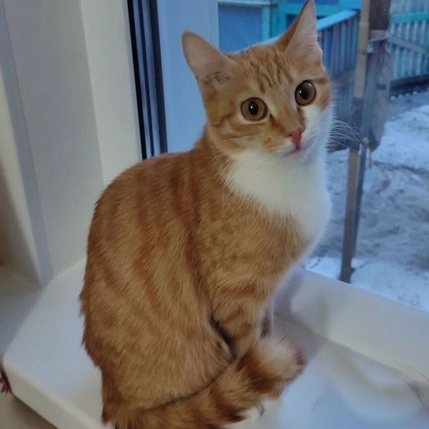 Сибирский котёнок